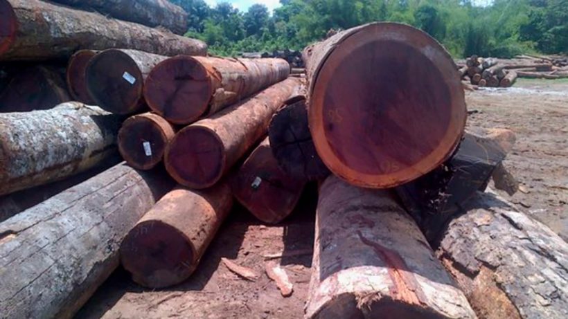 The Top 10 Most Expensive Woods in the World